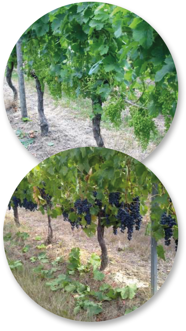 Effeuilleuse OMEGA flèche - Provitis